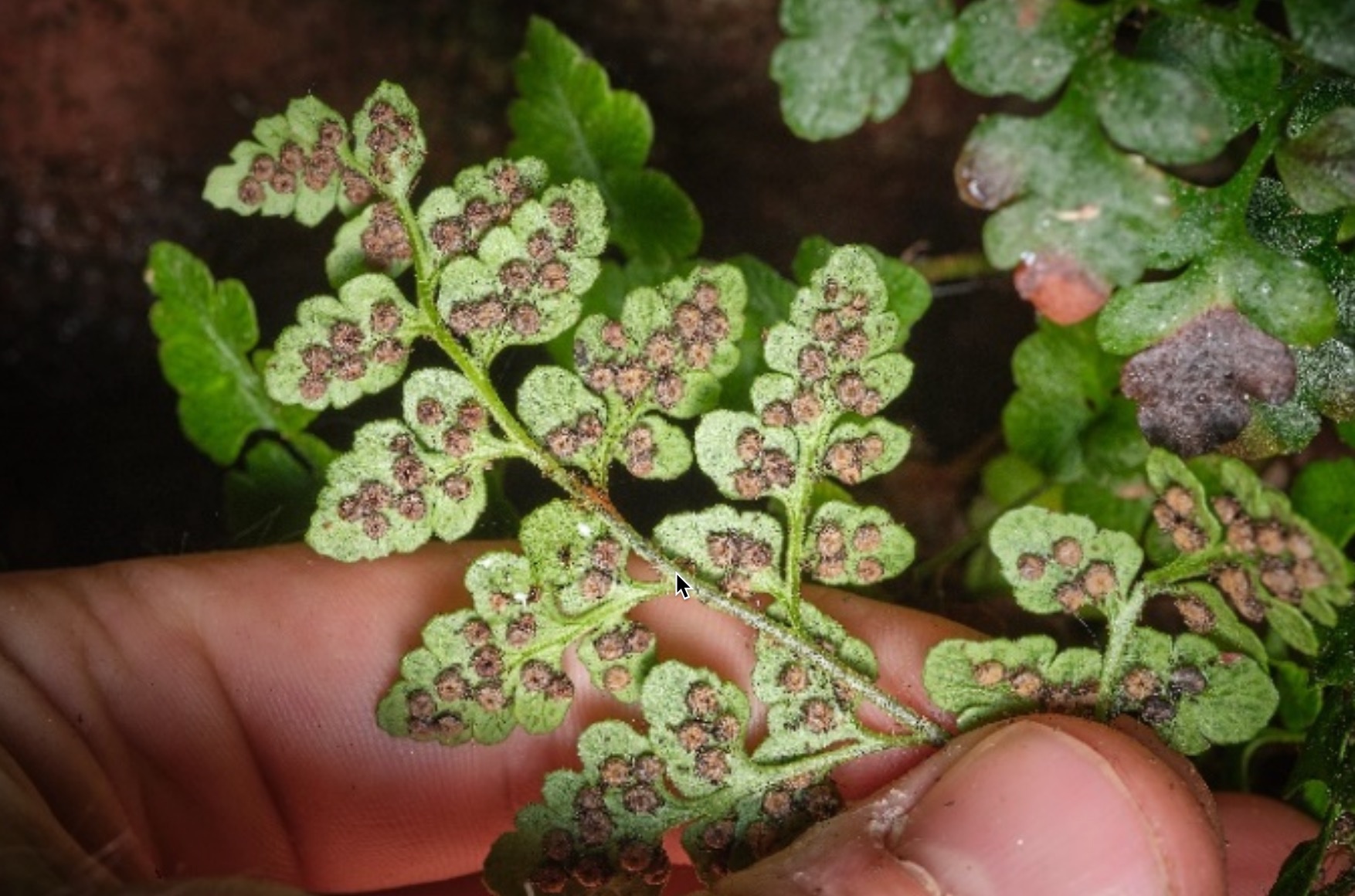 Lord Howe research update – ‘Saving our Species’ monitoring visit