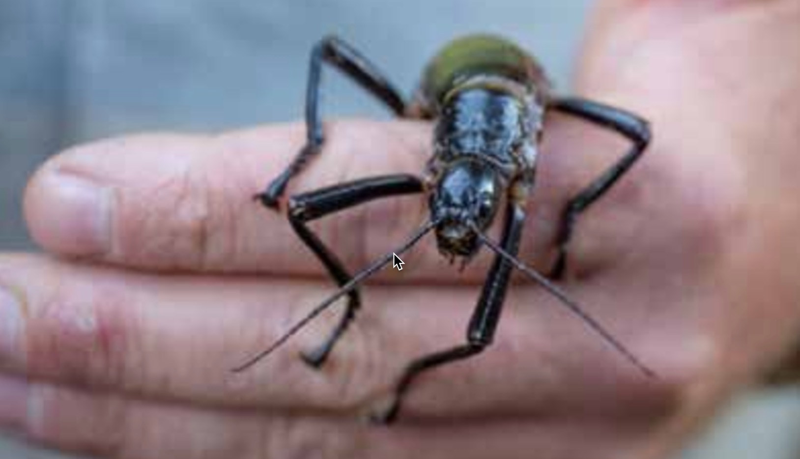 Profiling the Lord Howe Island Phasmid