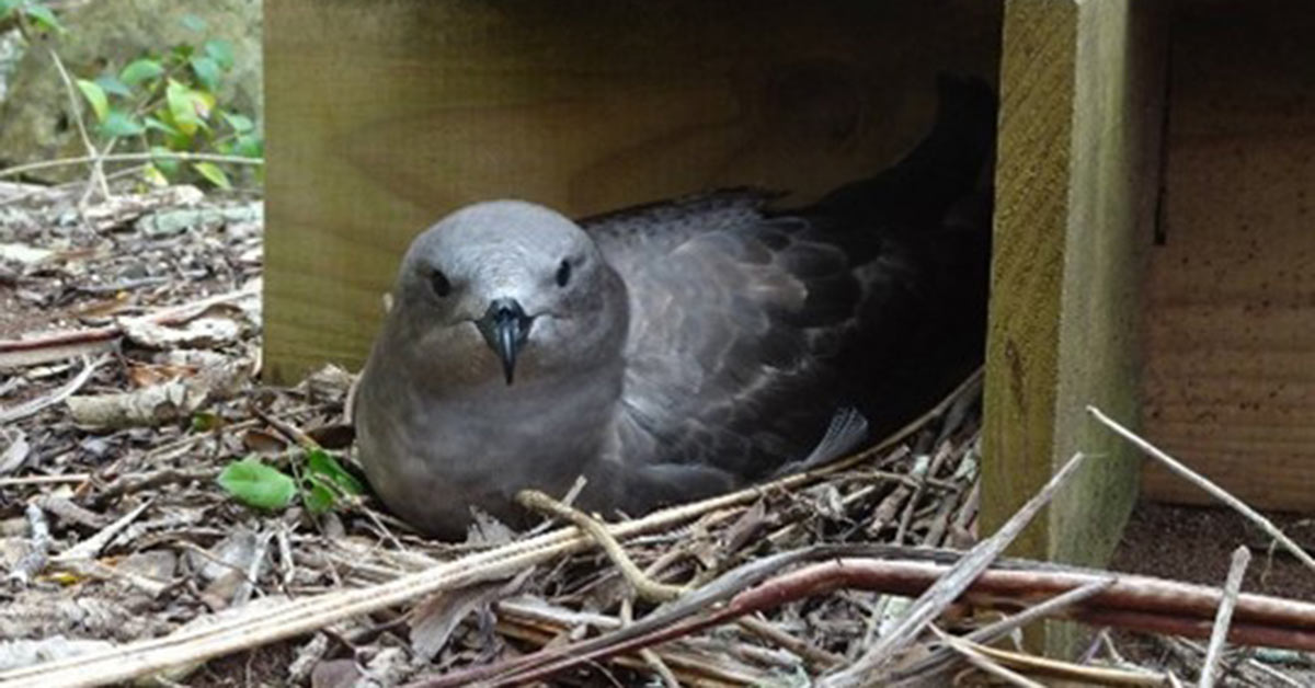 Return of the Kermadec petrels