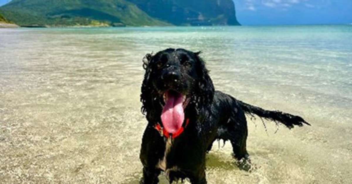 Meet Tilly and Sooty, Lord Howe Island Board's newest Biosecurity ...