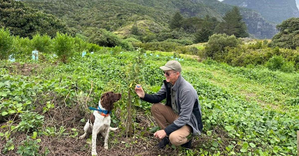 Phytophthora Detection Dog Trials