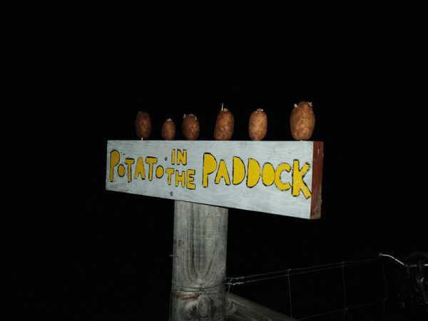 Potato in the Paddock