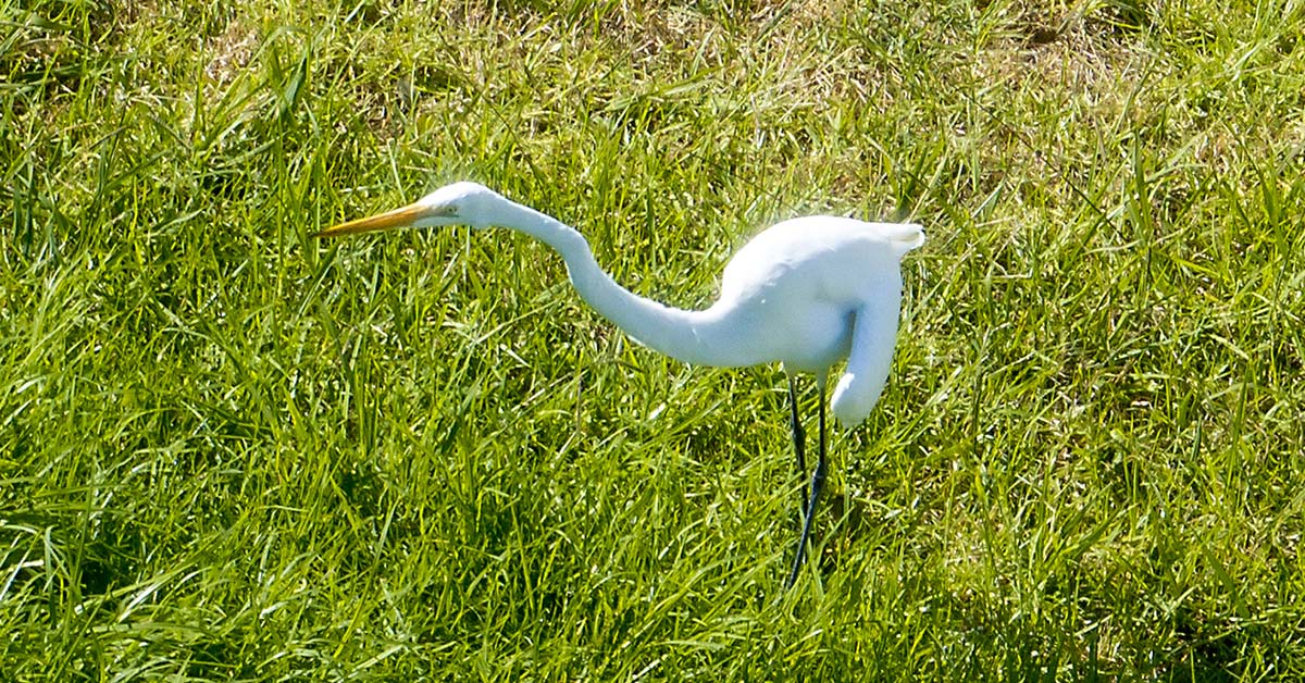 Unusual Bird Sightings in April