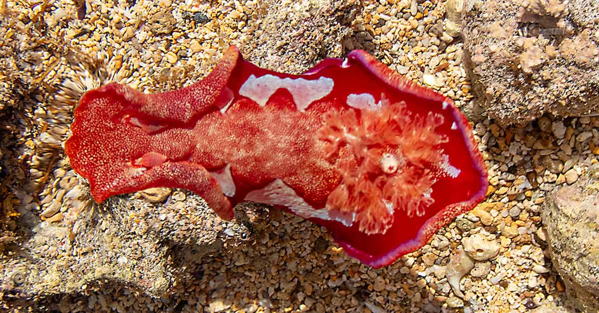 2025 Lord Howe Island Sea Slug Census February, 28 to March 9